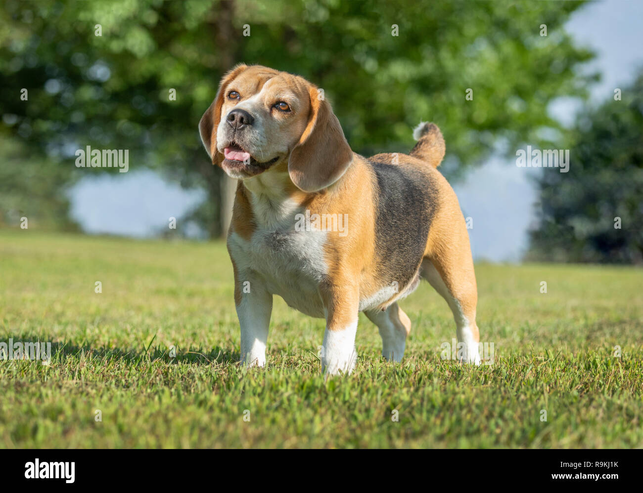 Beagle dog standing in pose Stock Photo - Alamy