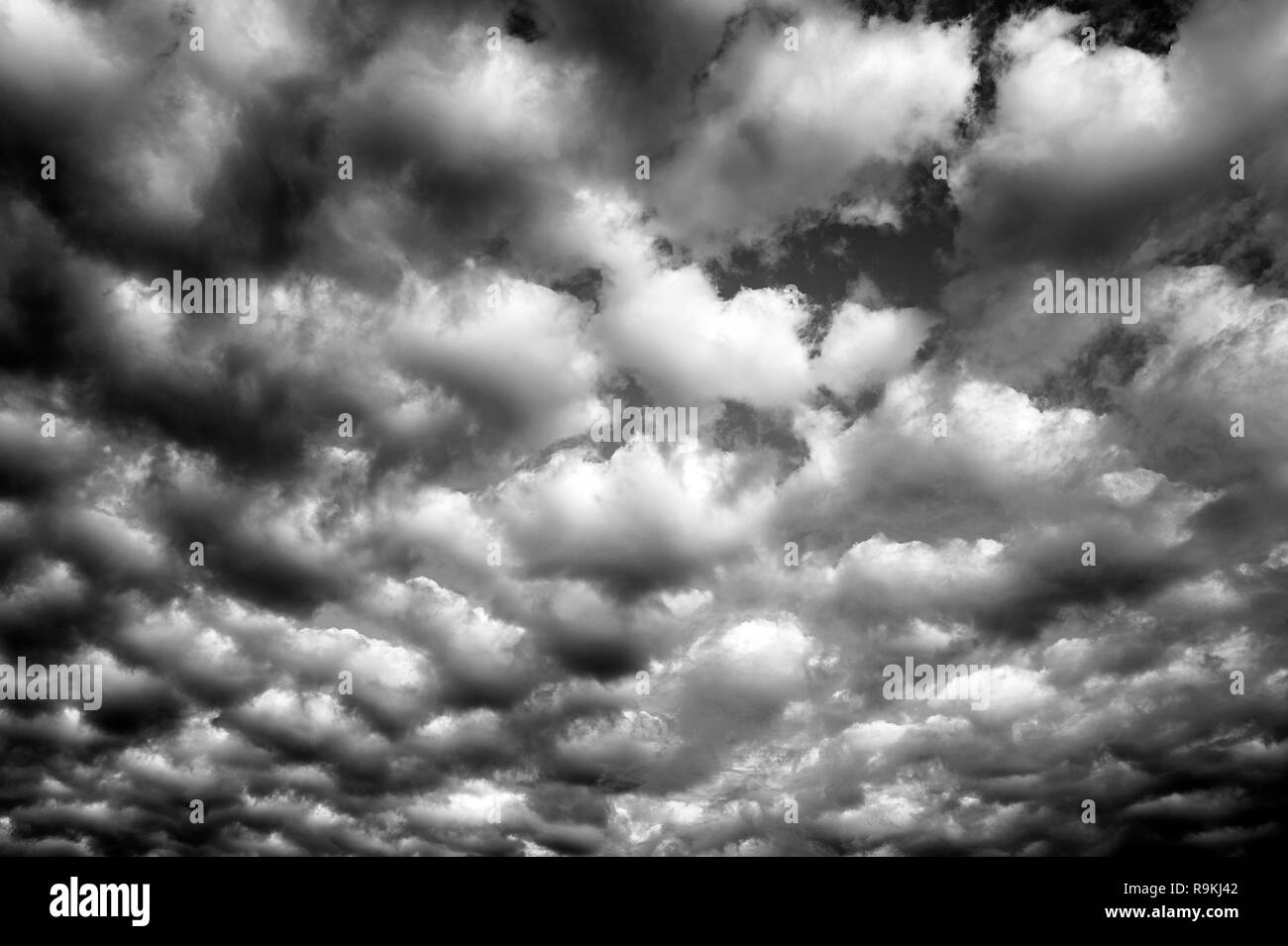 Fair weather cumulus clouds in early morning light, white puffs in ...