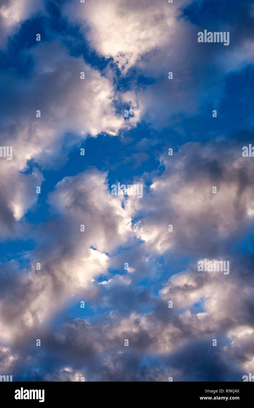 Fair weather cumulus clouds in early morning light, white puffs in ...