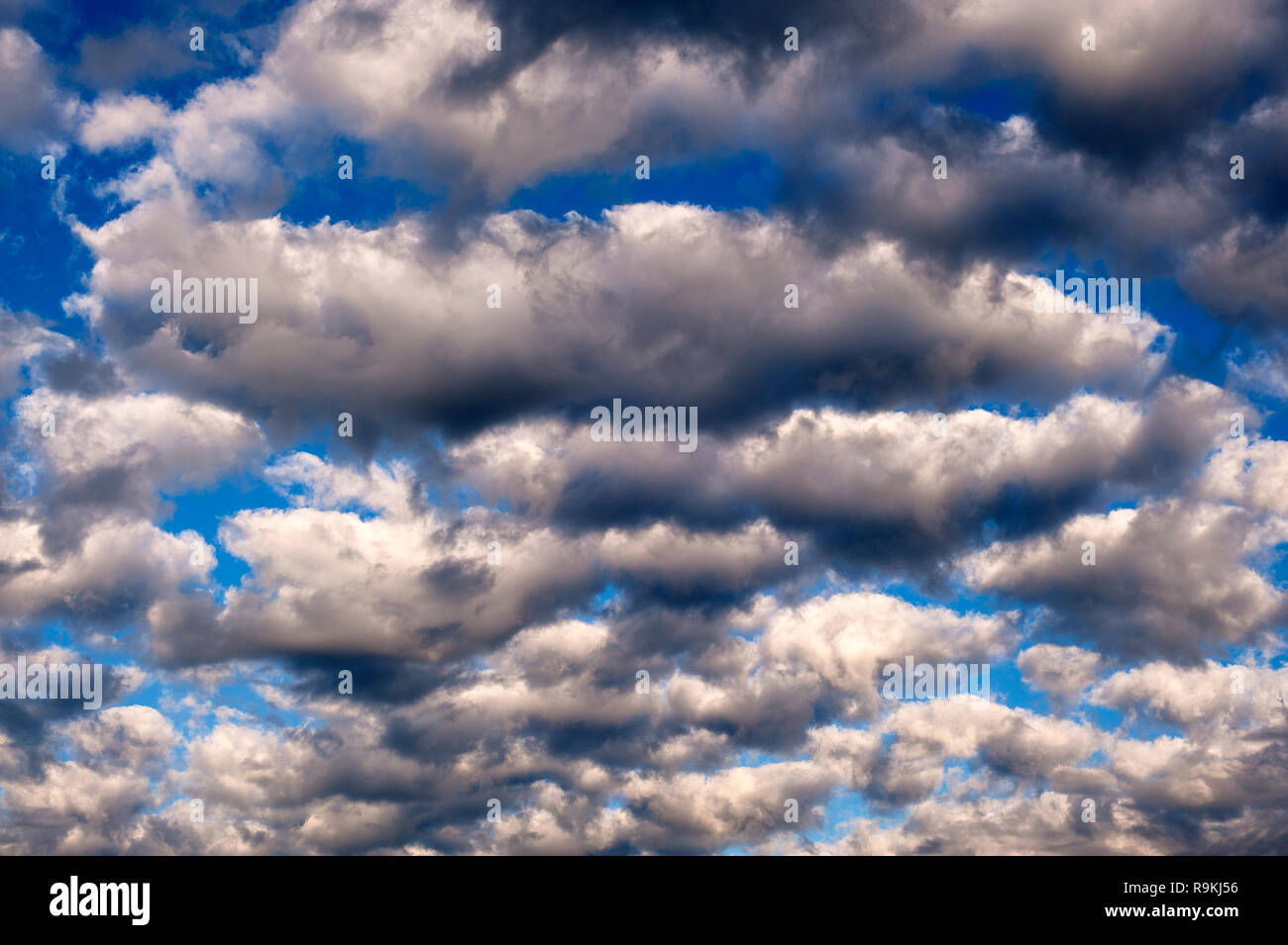 Fair weather cumulus clouds in early morning light, white puffs in ...
