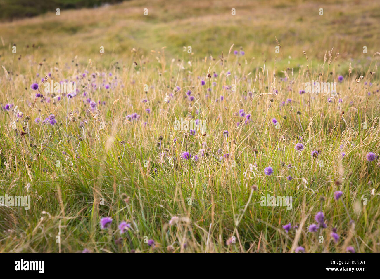 Hillswick hi-res stock photography and images - Alamy