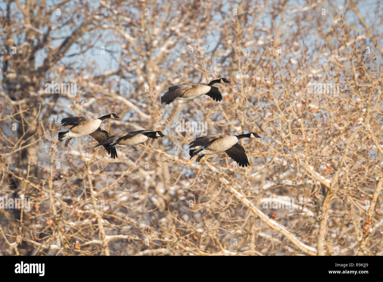Flying with the geese hi-res stock photography and images - Alamy