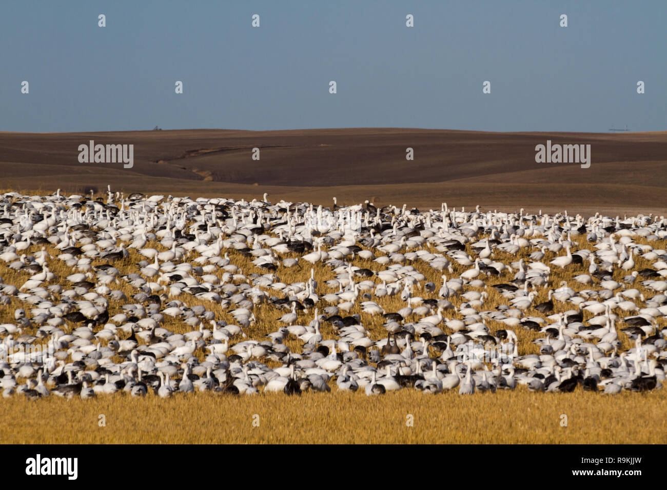 Saskatchewan wheat field hi-res stock photography and images - Alamy
