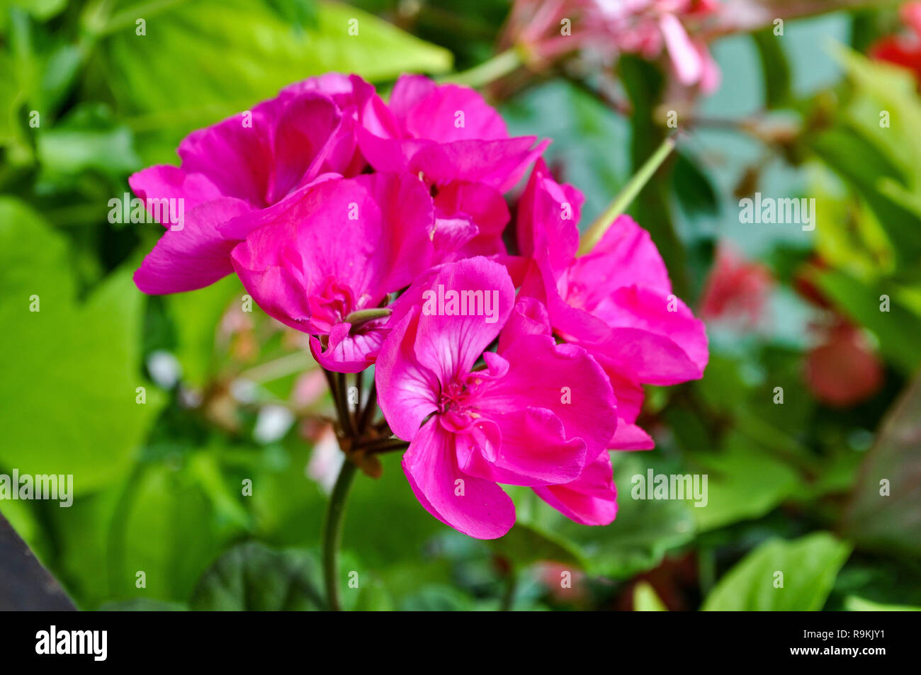 Gerania hi-res stock photography and images - Alamy