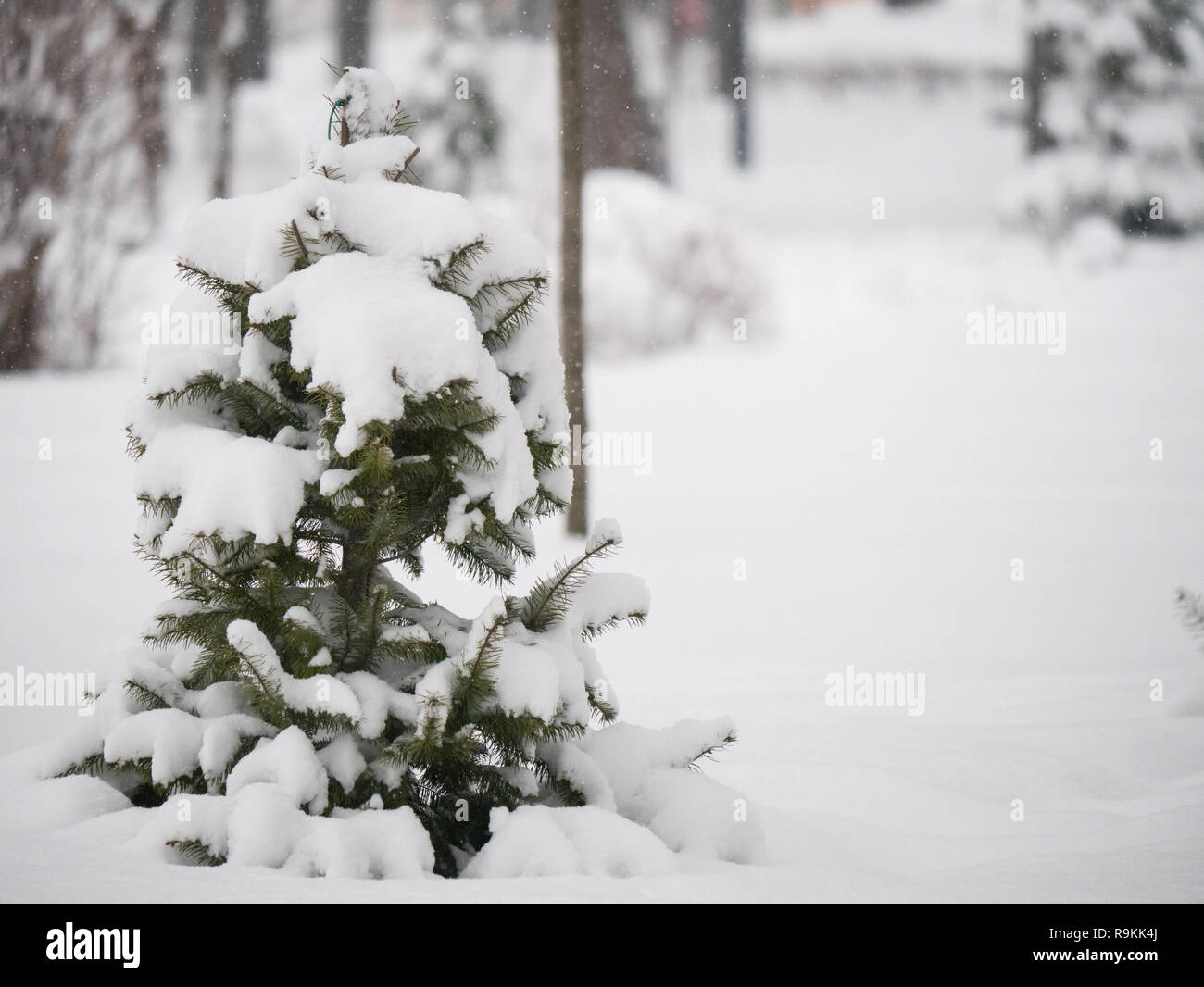 small green pine tree covered with snow under snowdrift at cold season ...