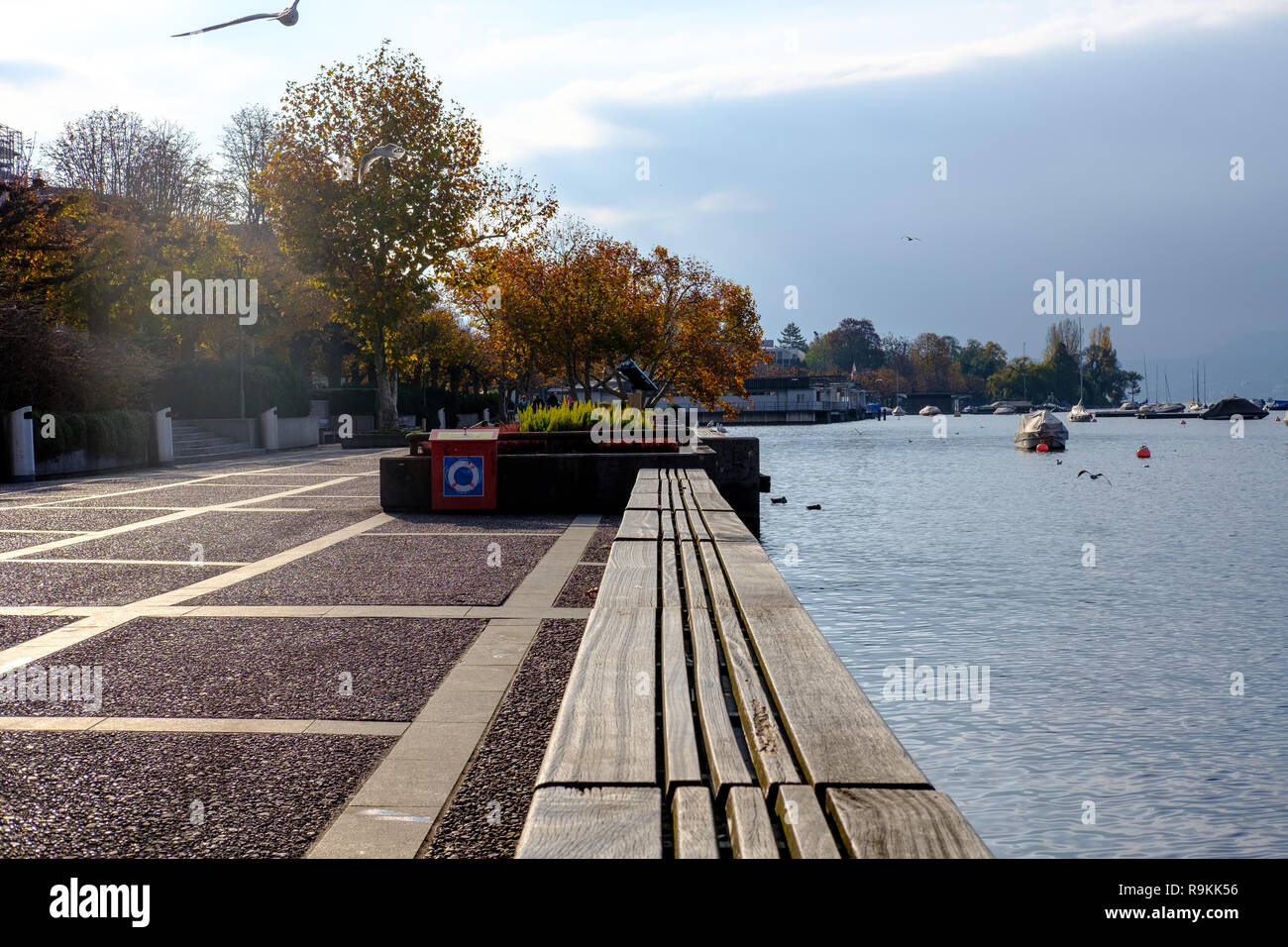 Trees leaves autumn zurich switzerland hi-res stock photography and ...