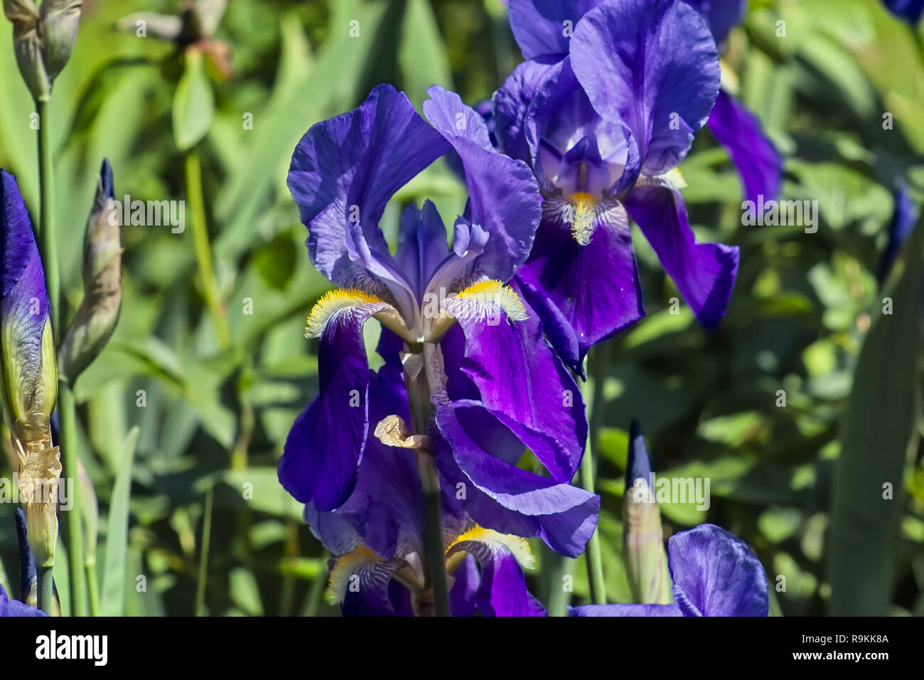 German Iris, "Iris Germanica", Iridacceae, Bavaria, Germany Stock Photo ...