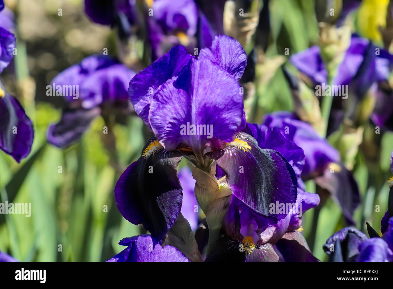 Iris "Nightfall", Iridacceae, Hybrid, Iris Barbata elatior "Nightfall ...