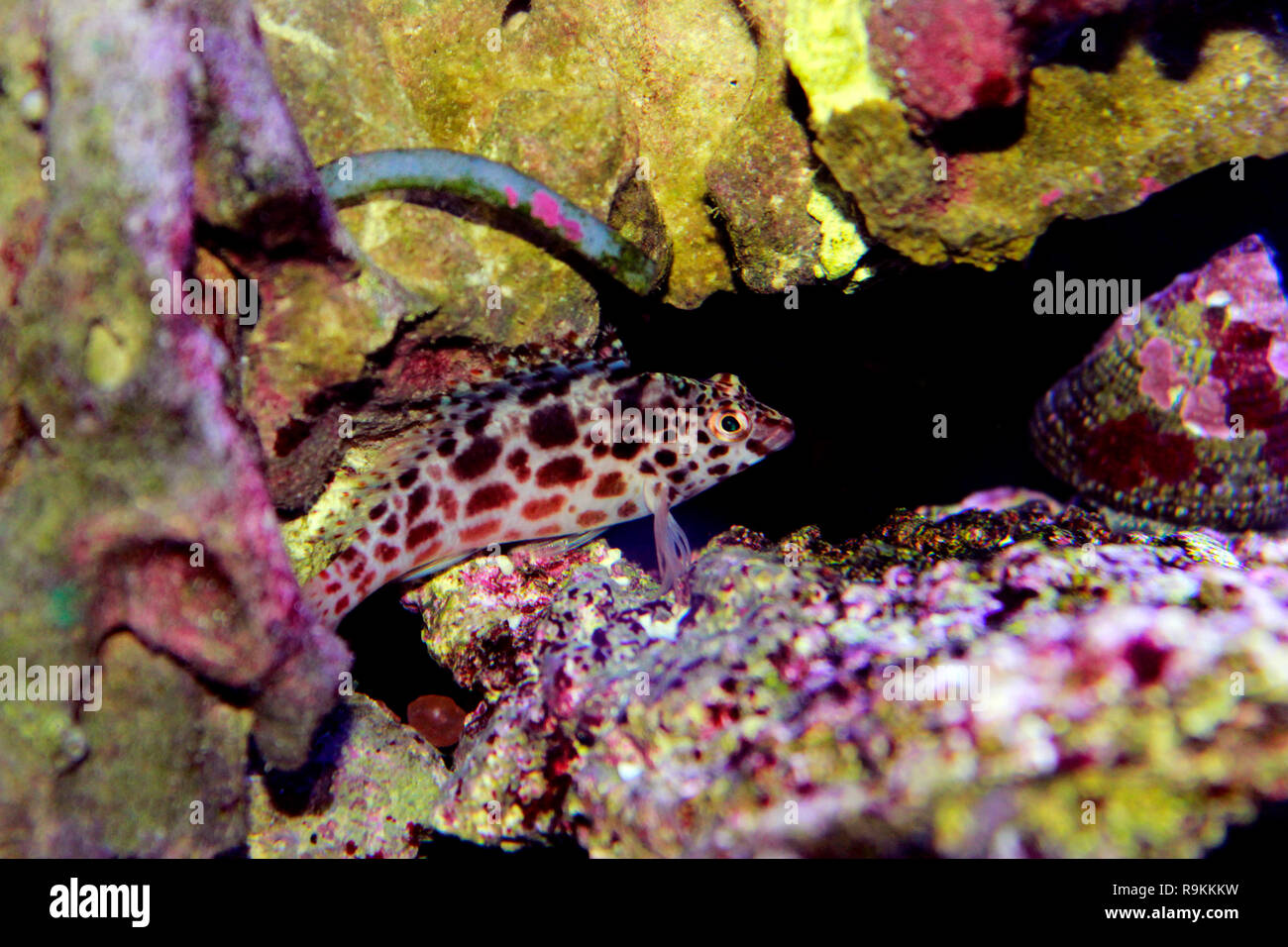 Pixy spotted Hawkfish in reef tank Stock Photo - Alamy