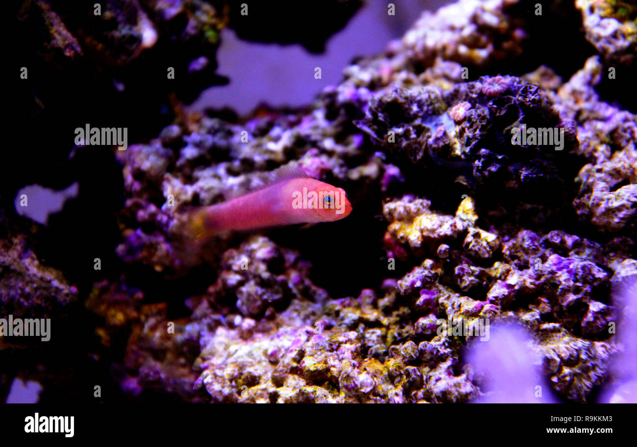 Elongate Dottyback - (Pseudochromis elongatus Stock Photo - Alamy