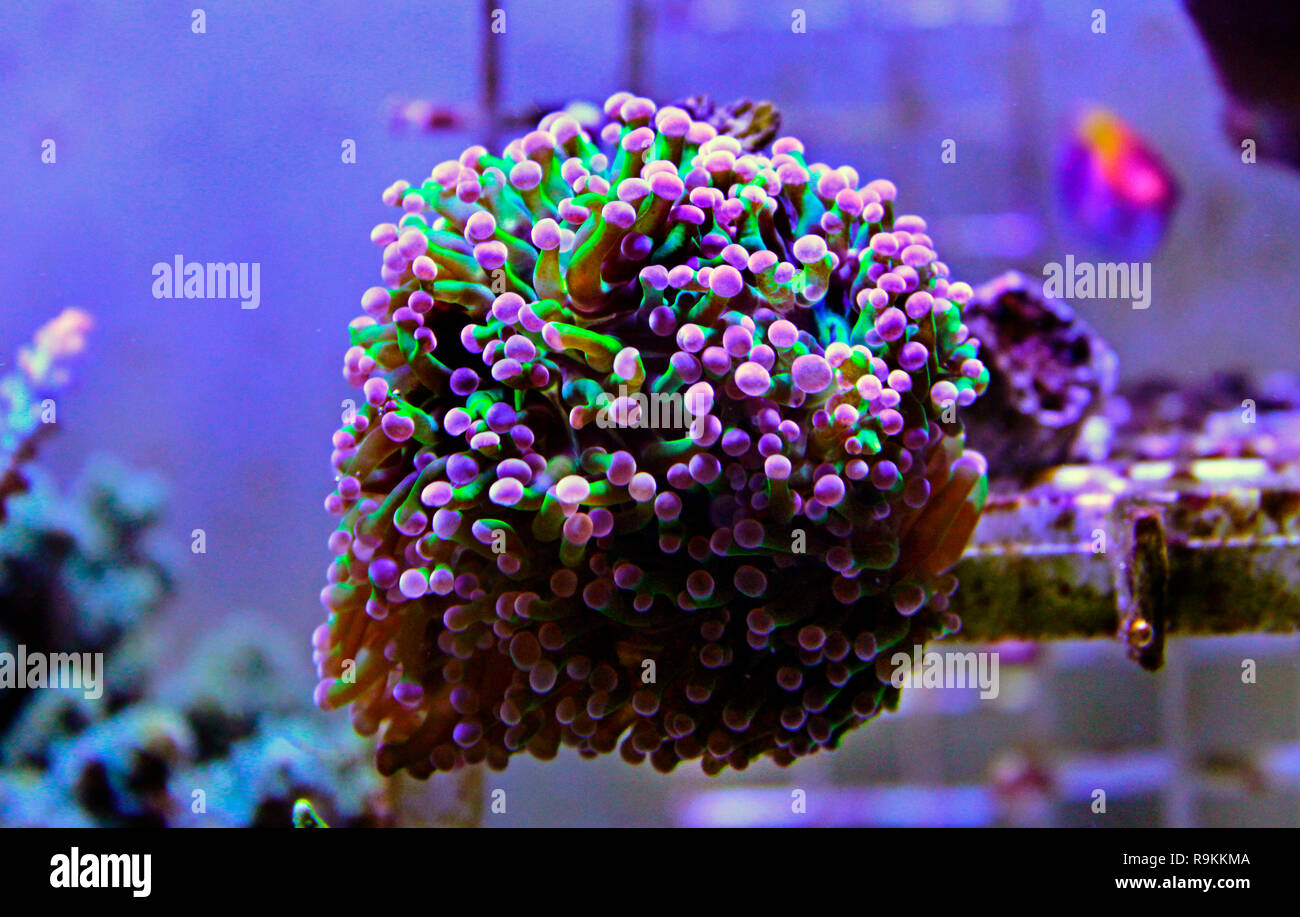 Euphyllia hammer LPS coral isolated shot Stock Photo - Alamy