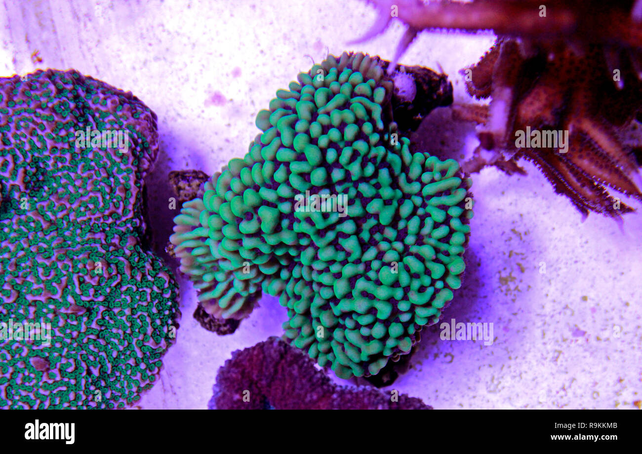 Montipora Candy Cap Coral, - (Montipora sp Stock Photo - Alamy