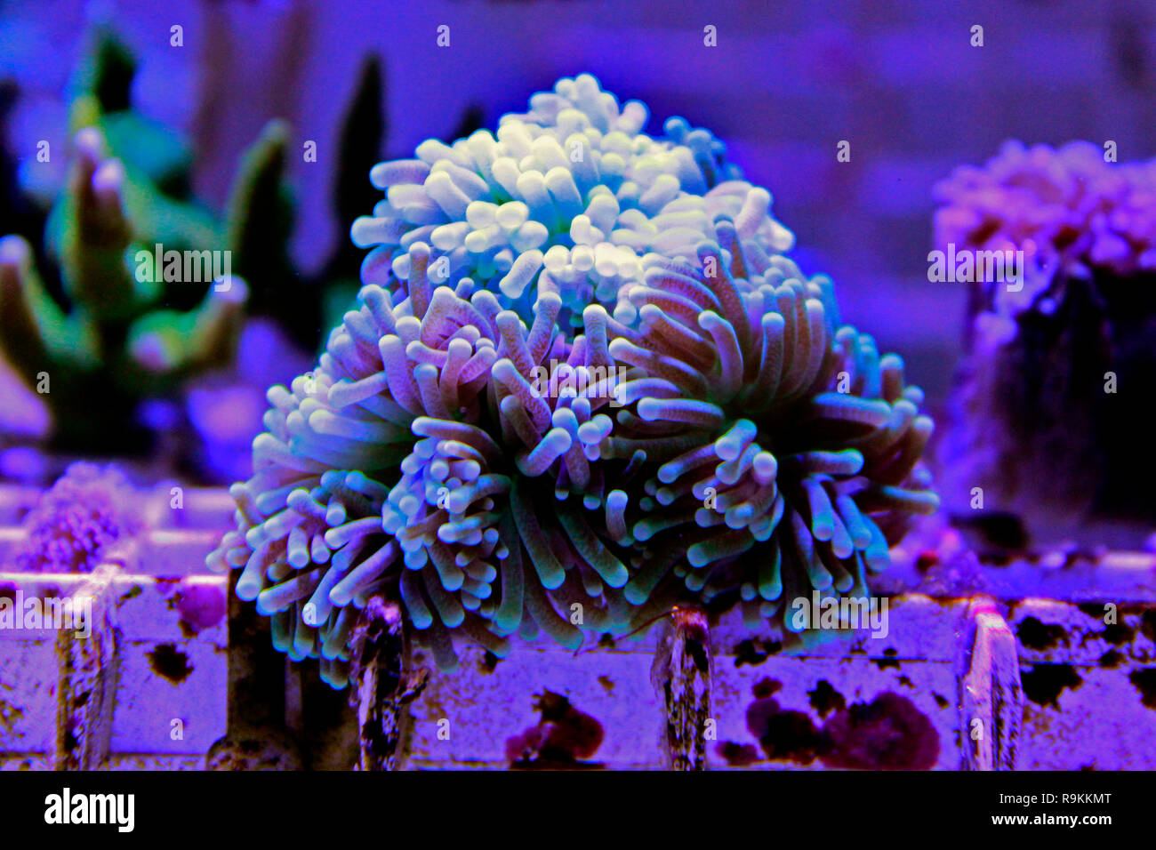 Euphyllia hammer LPS coral isolated shot Stock Photo - Alamy