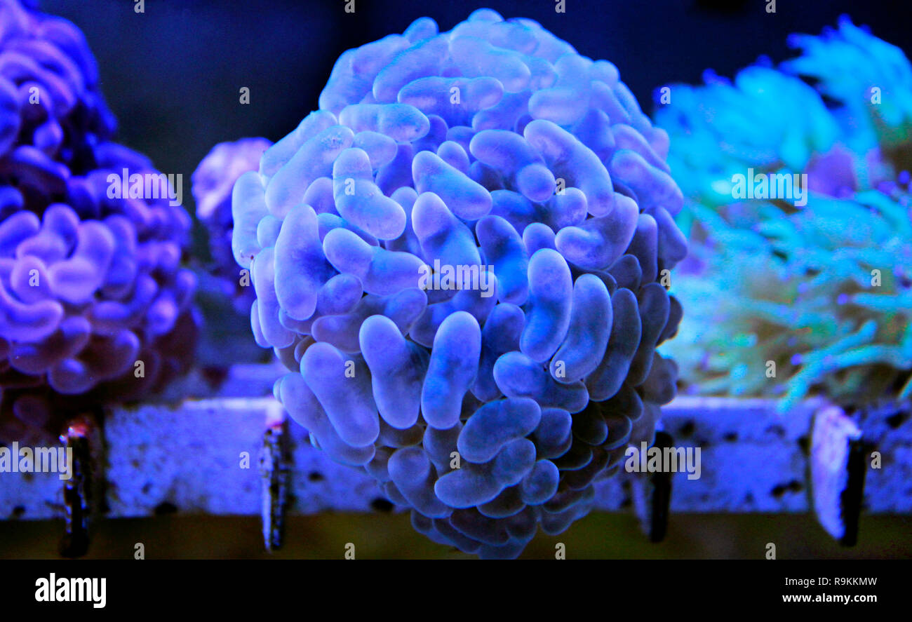 Euphyllia hammer LPS coral isolated shot Stock Photo - Alamy