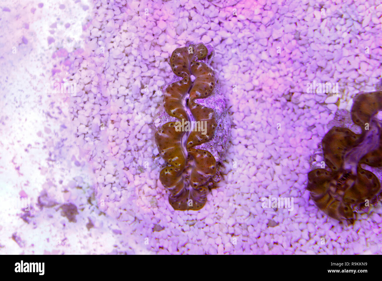 Tridacna maxima colorful clam isolated in reef aquarium Stock Photo - Alamy