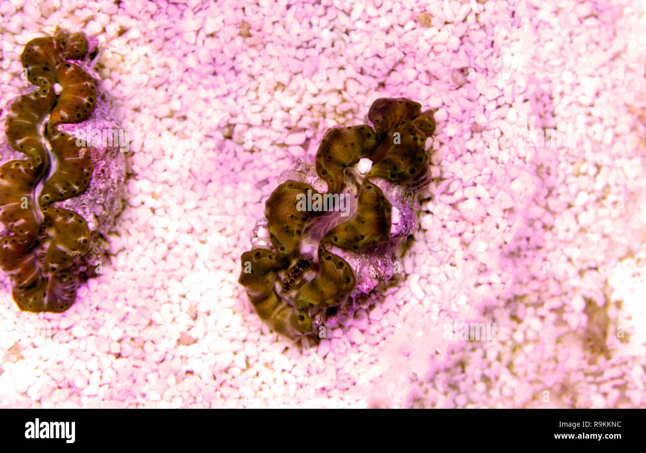 Tridacna maxima colorful clam isolated in reef aquarium Stock Photo - Alamy