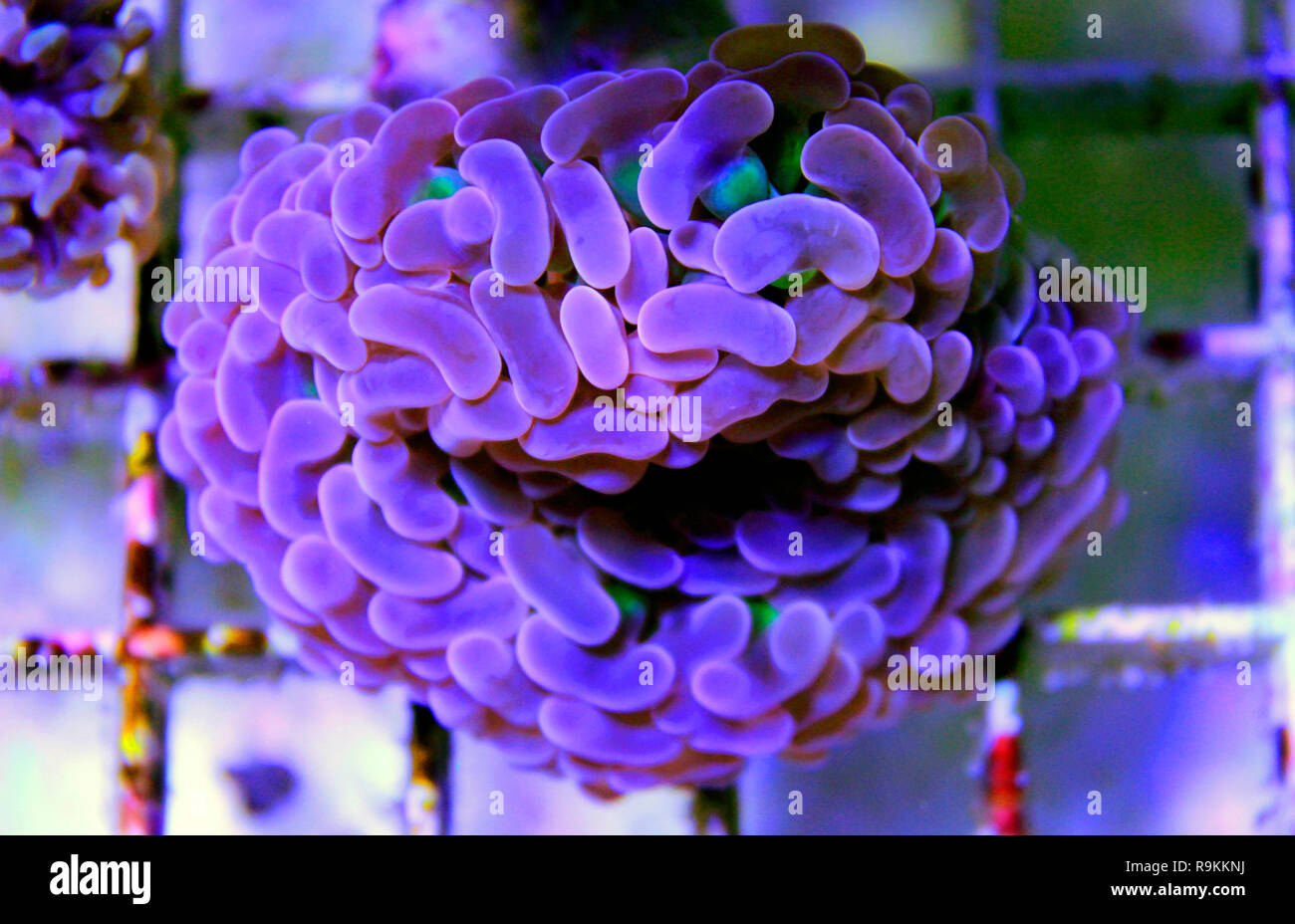 Euphyllia hammer LPS coral isolated shot Stock Photo - Alamy