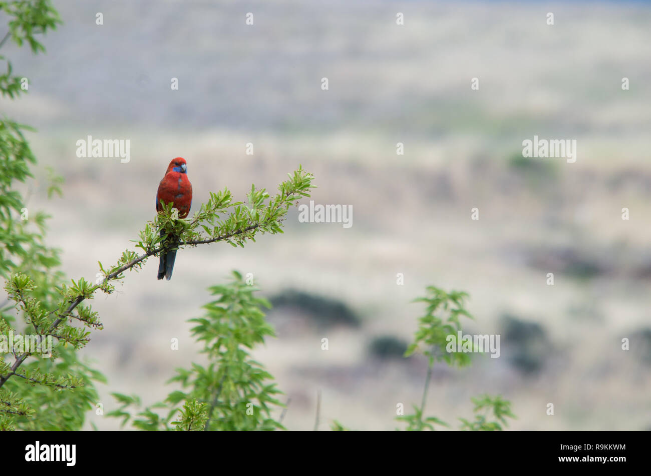 Australian Birds Crimson Rosella High Resolution Stock Photography and ...