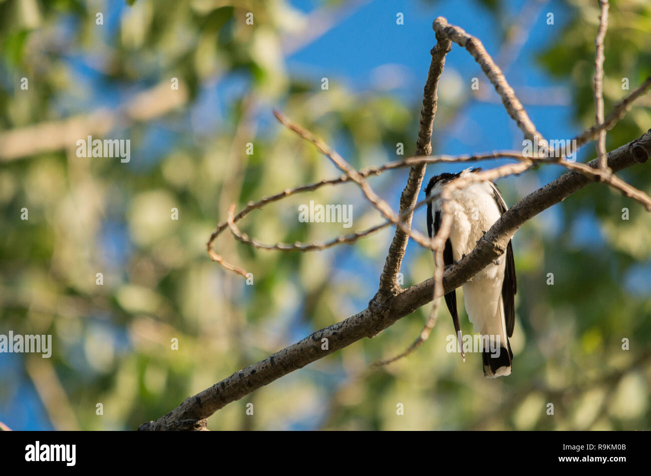 Lark trees hi-res stock photography and images - Alamy