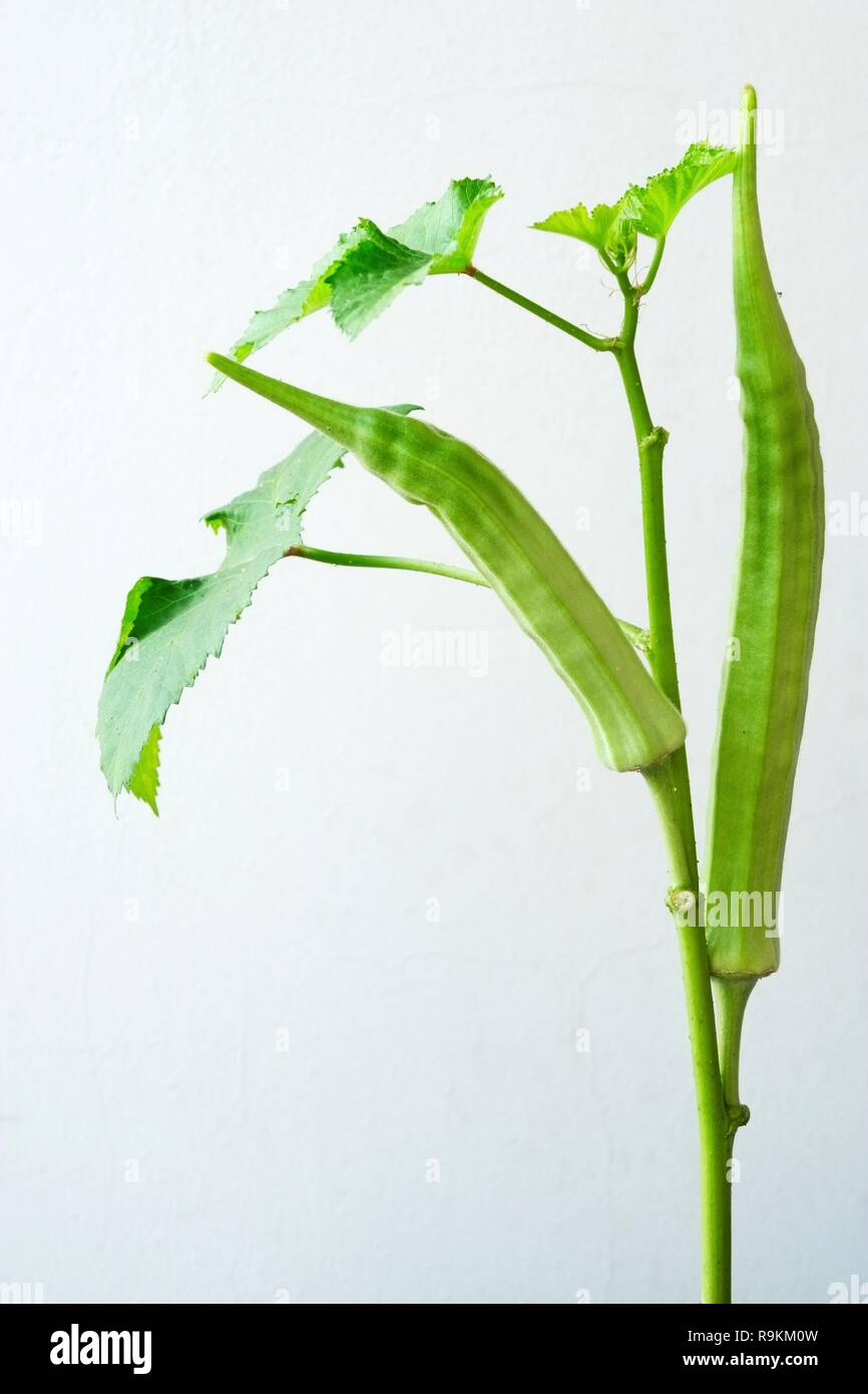 Okra grown hi-res stock photography and images - Alamy