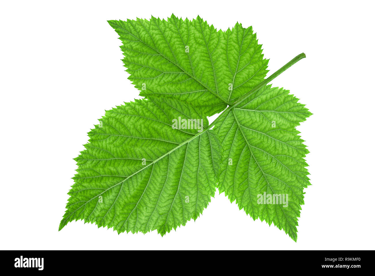 Blackberry fruit leaf closeup isolated on white background Stock Photo ...