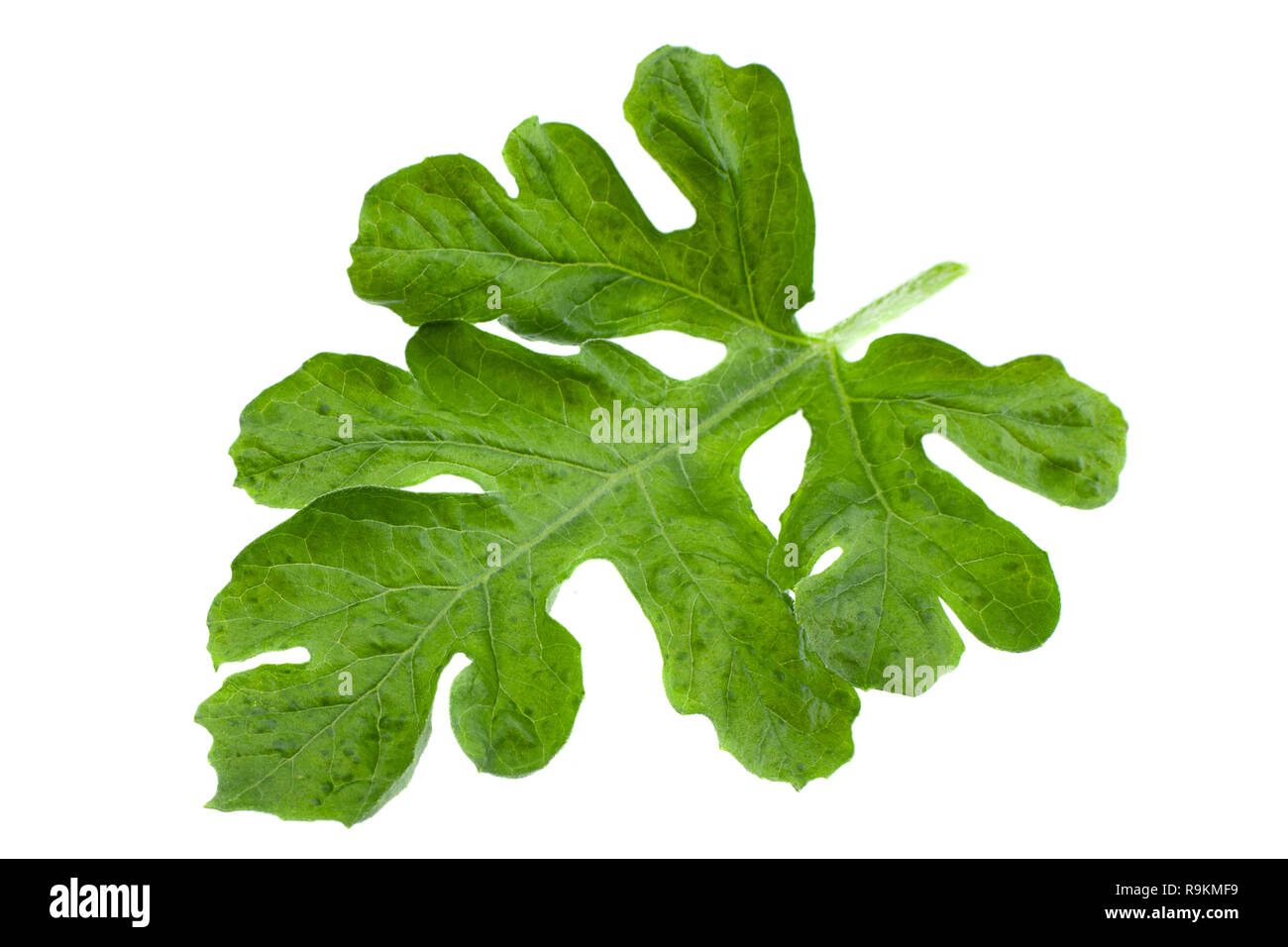 Watermelon leaf hi-res stock photography and images - Alamy