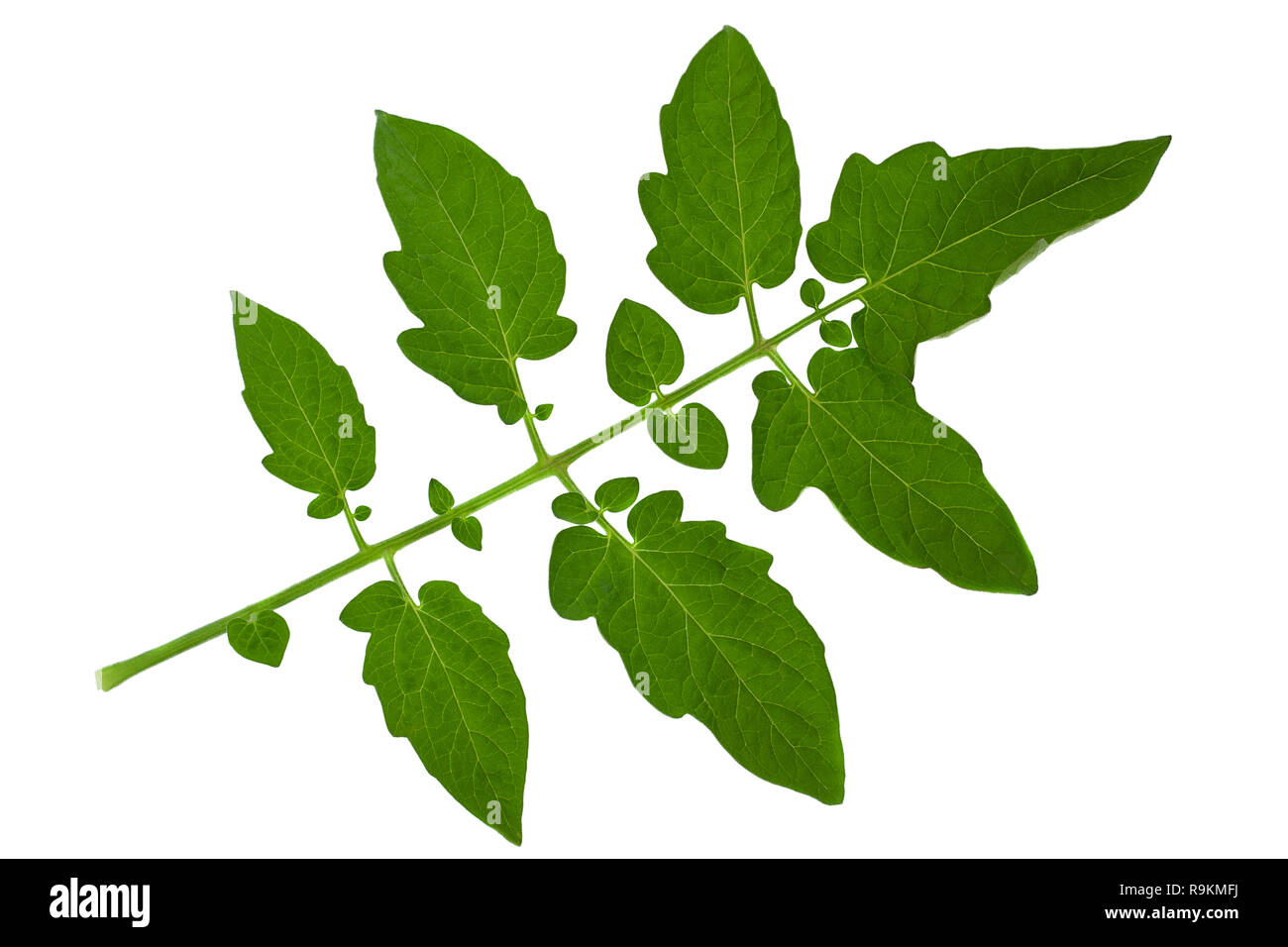 Tomato leaf closeup isolated on white background Stock Photo - Alamy