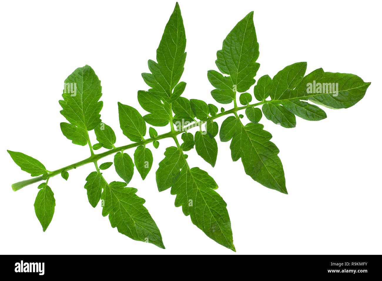 Tomato leaf closeup isolated on white background Stock Photo - Alamy