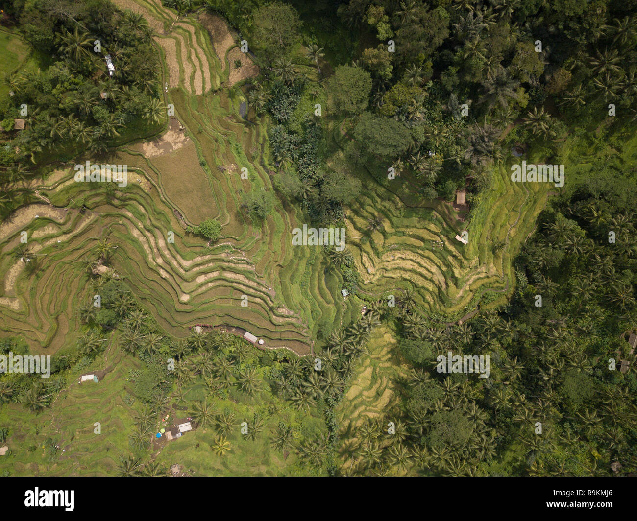 Rice terrace aerial hi-res stock photography and images - Alamy