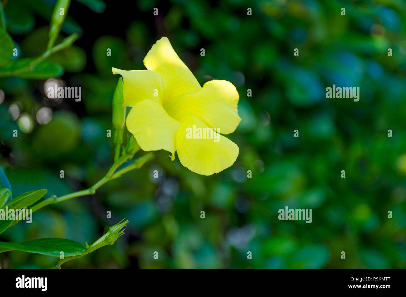 Rukaththana flower or Allamanda Cathartica in Sri Lanka Stock Photo - Alamy