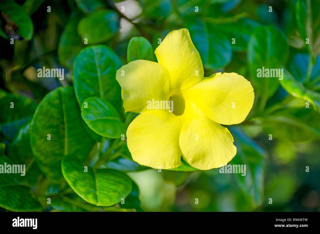Rukaththana flower or Allamanda Cathartica in Sri Lanka Stock Photo - Alamy