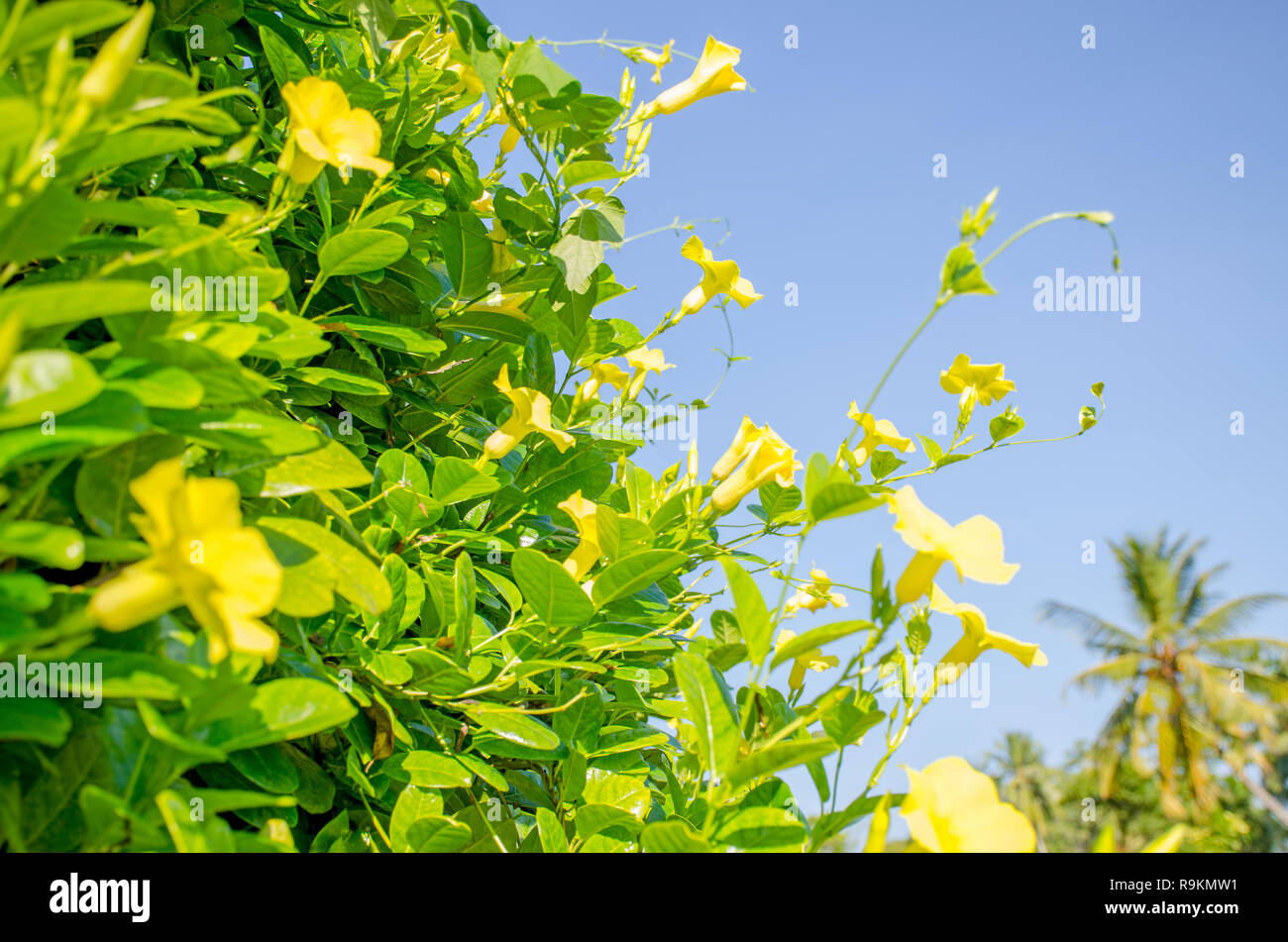 Rukaththana flower or Allamanda Cathartica in Sri Lanka Stock Photo - Alamy