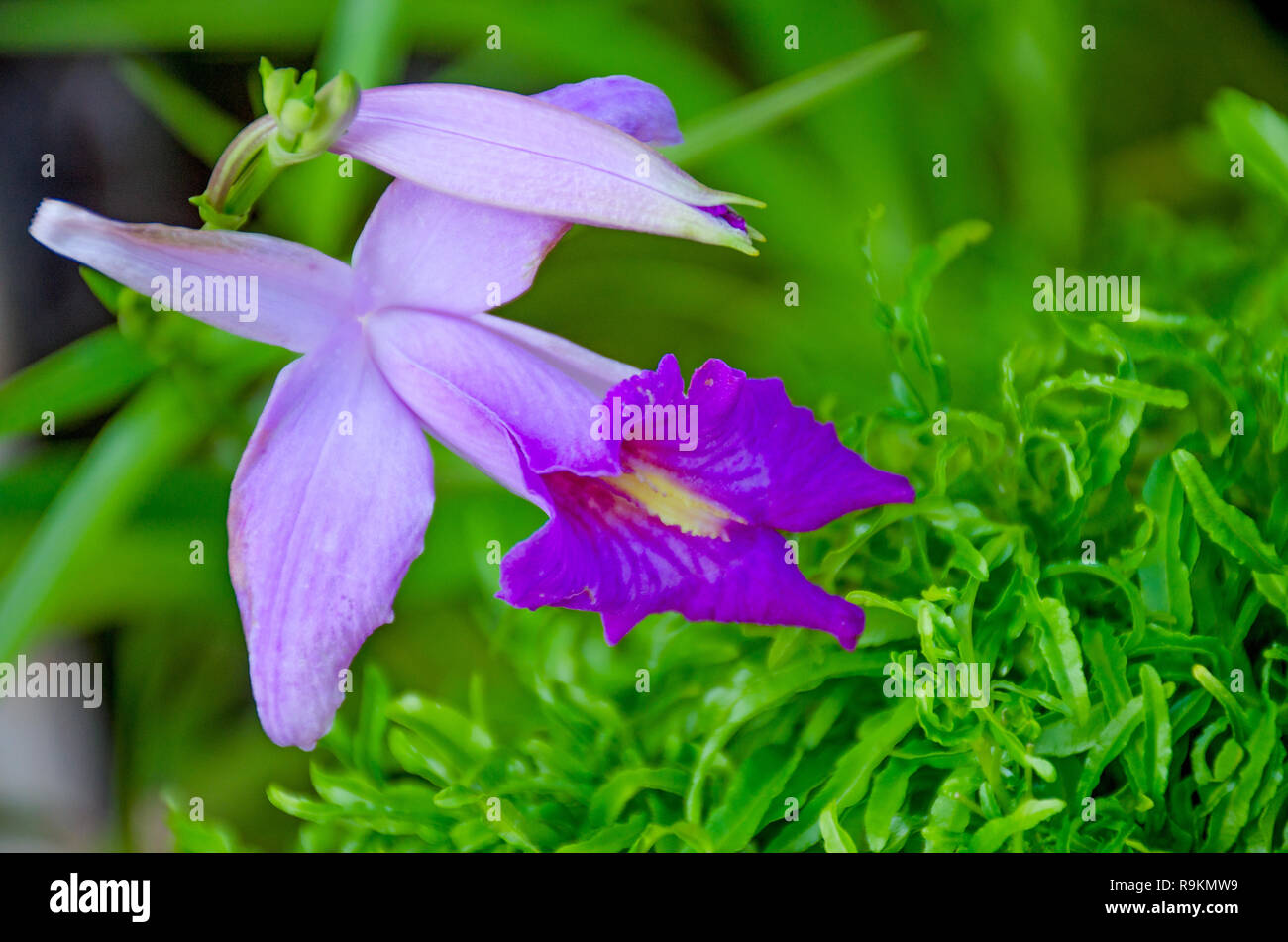Rukaththana flower or Allamanda Cathartica in Sri Lanka Stock Photo - Alamy