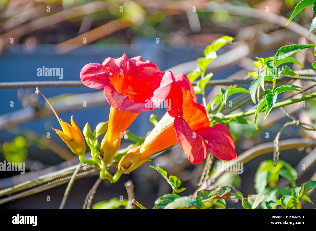 Rukaththana flower or Allamanda Cathartica in Sri Lanka Stock Photo - Alamy