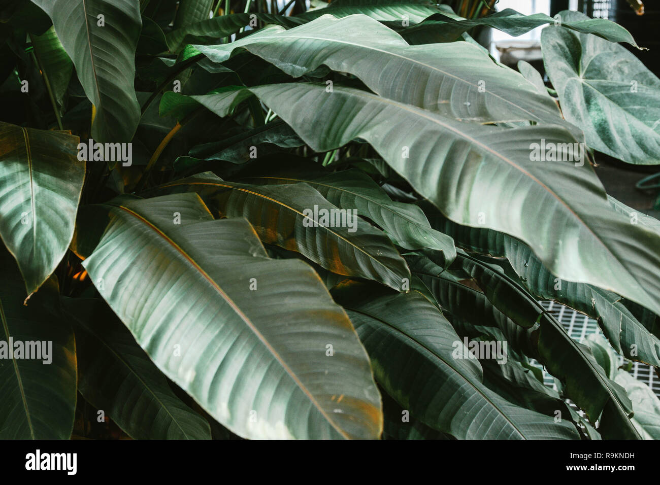 tropical leaf texture, dark green foliage nature background Stock Photo ...