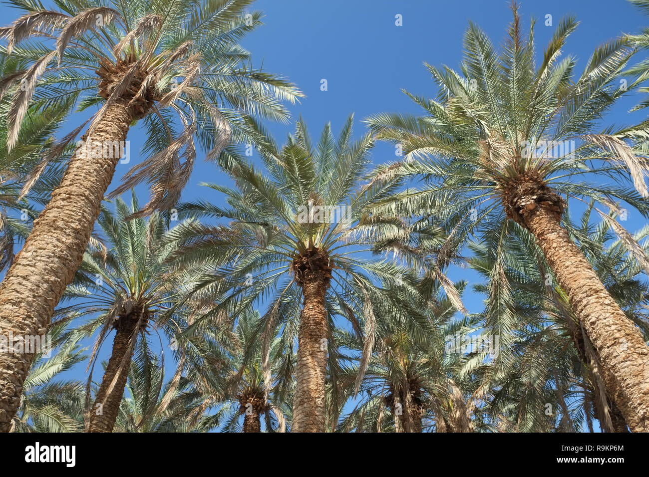 Judean dates palm trees Stock Photo - Alamy