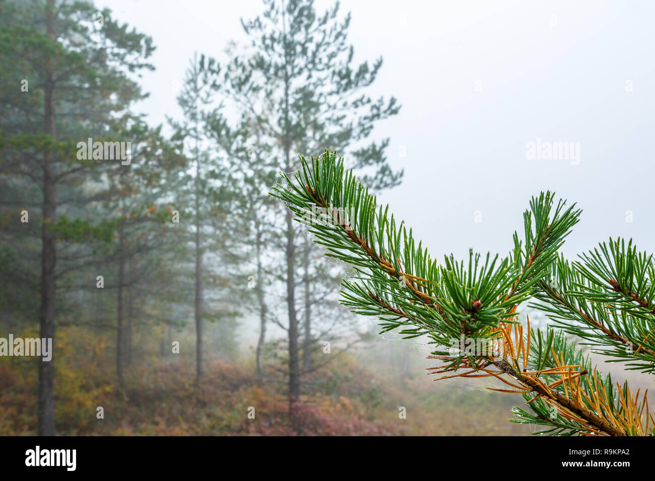 Branches plants dewy dew hi-res stock photography and images - Alamy