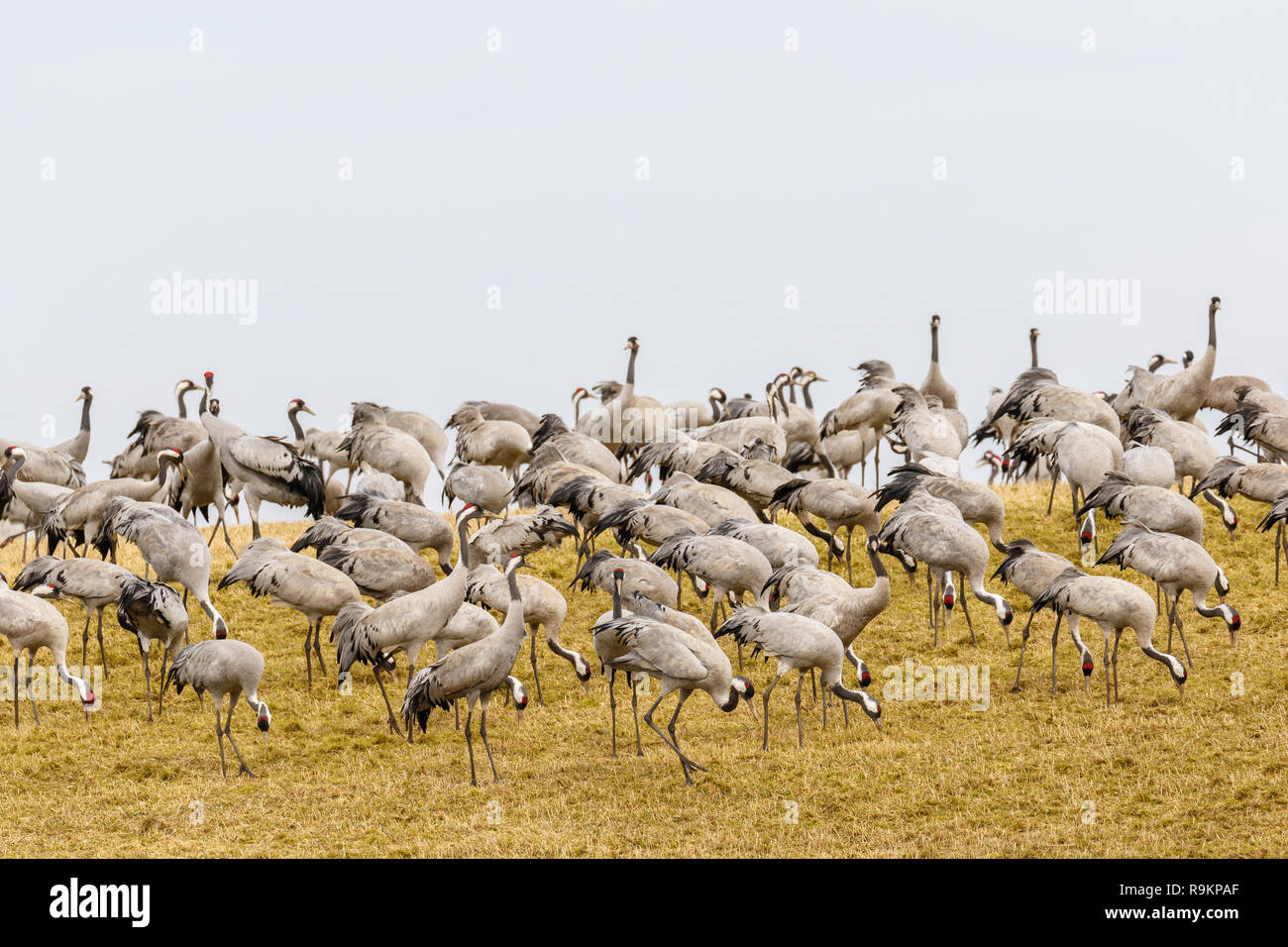 Large flock of cranes hi-res stock photography and images - Alamy