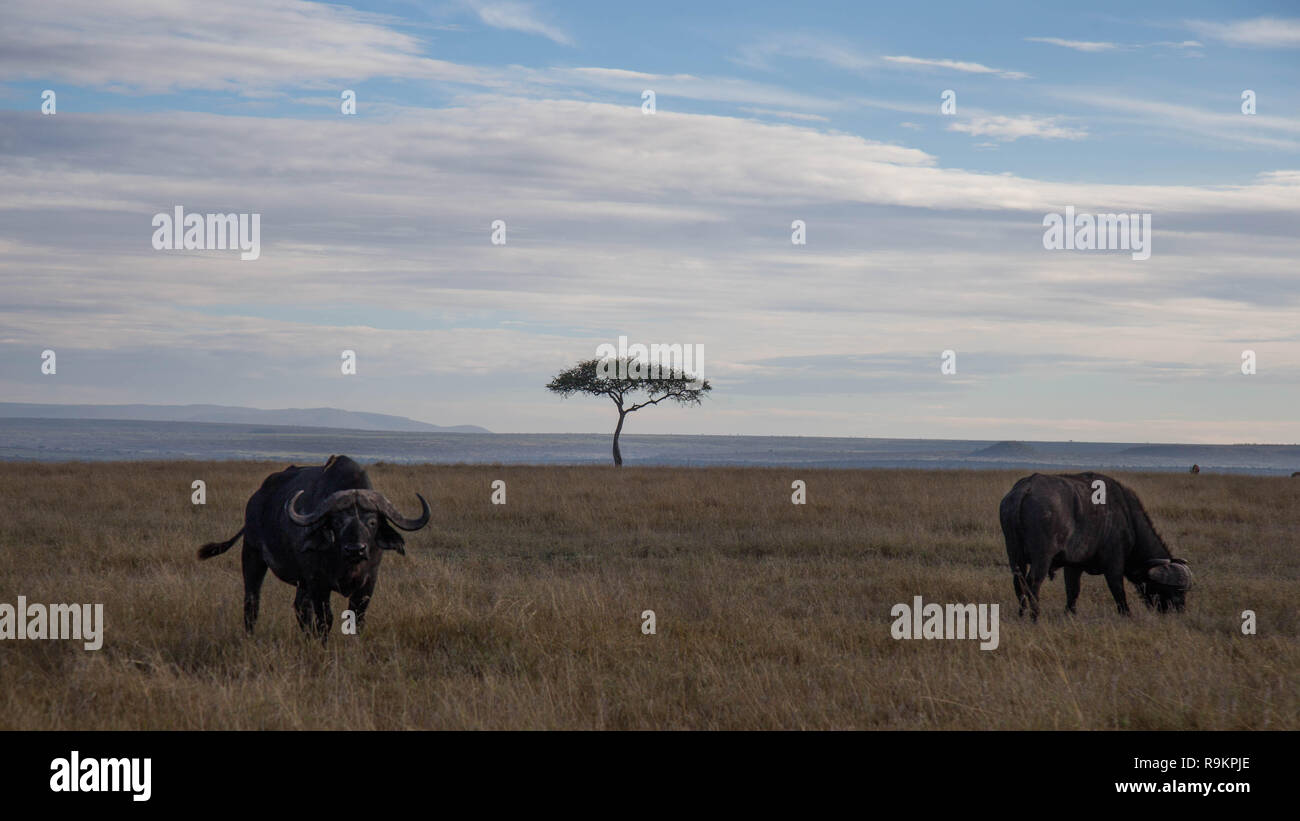 Bull horn acacia tree hi-res stock photography and images - Alamy