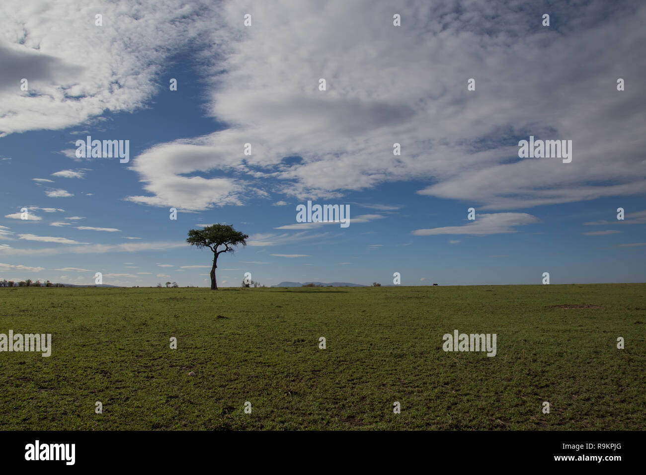 Acacia Tree in green field with blue sky and stratus clouds Stock Photo ...
