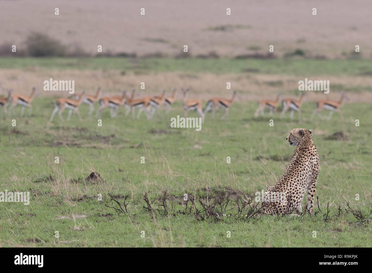 Leopard hunting gazelle hi-res stock photography and images - Alamy