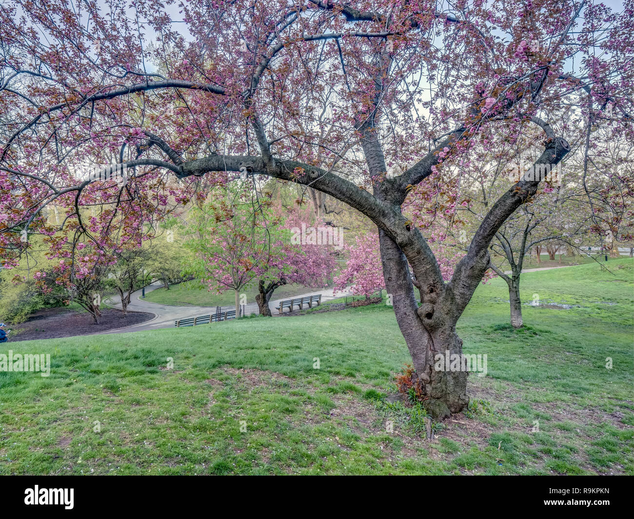 Central Park, Manhattan, New York City in spring Stock Photo - Alamy