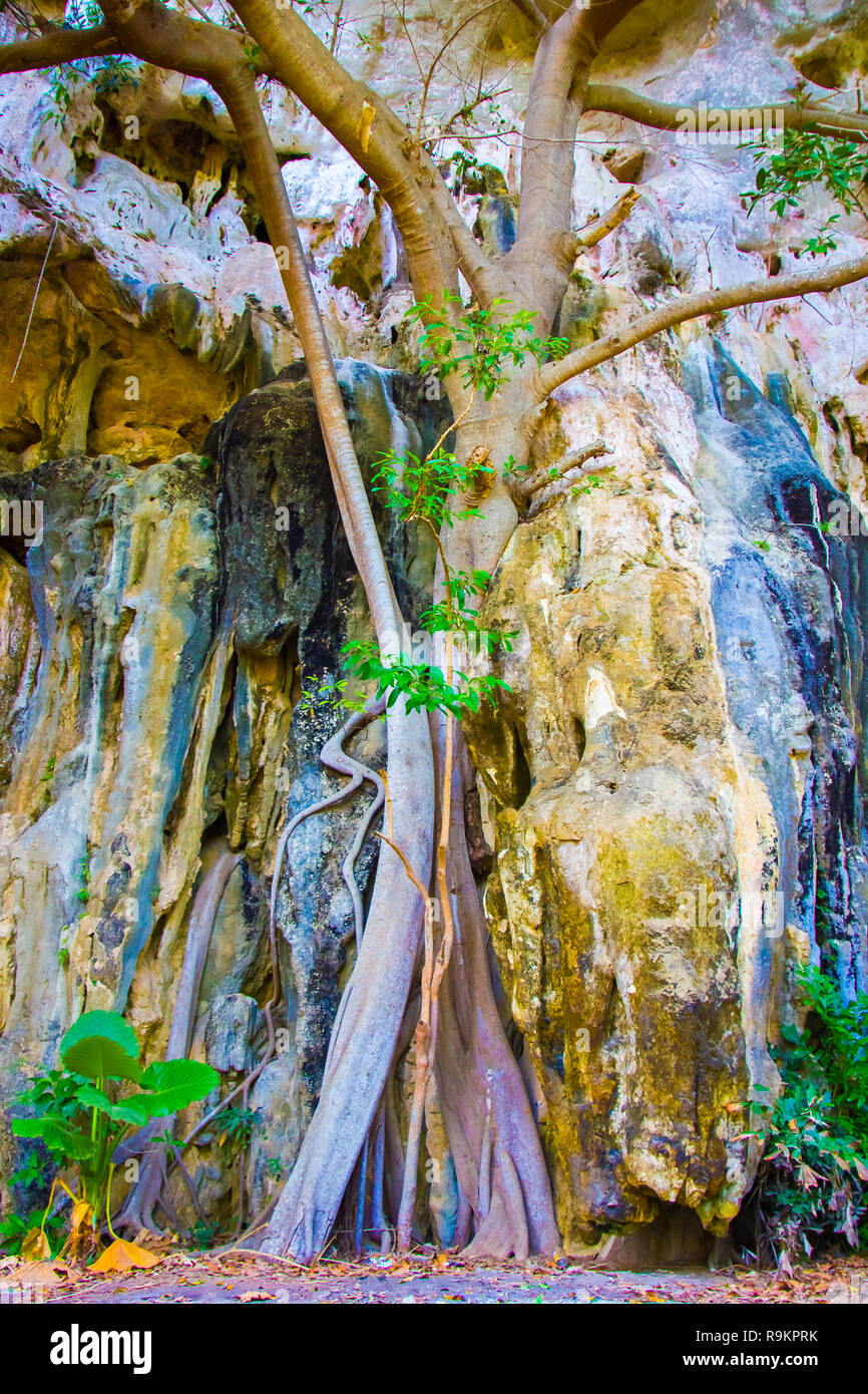 Cave tree roots hi-res stock photography and images - Alamy