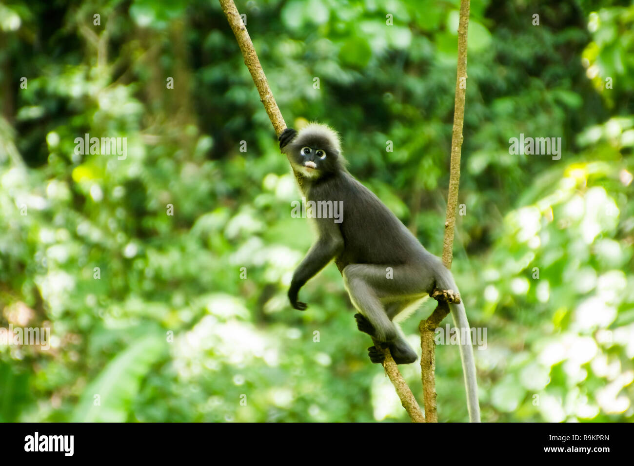 A cute wild monkey lives in a natural forest, Railay Bay Beach, Krabi ...