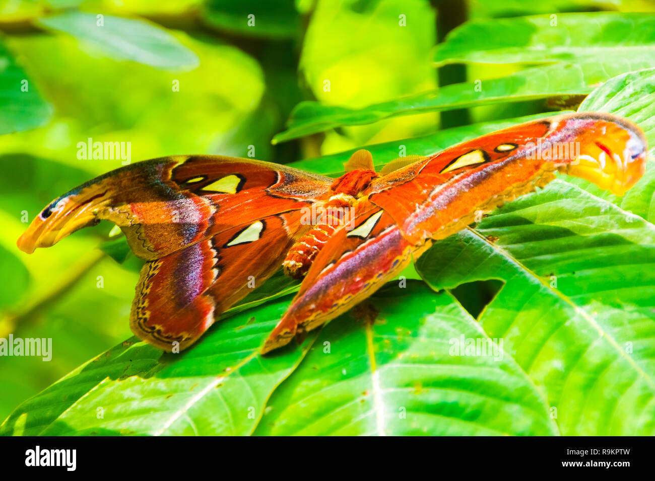 Atlas moth largest in hi-res stock photography and images - Alamy