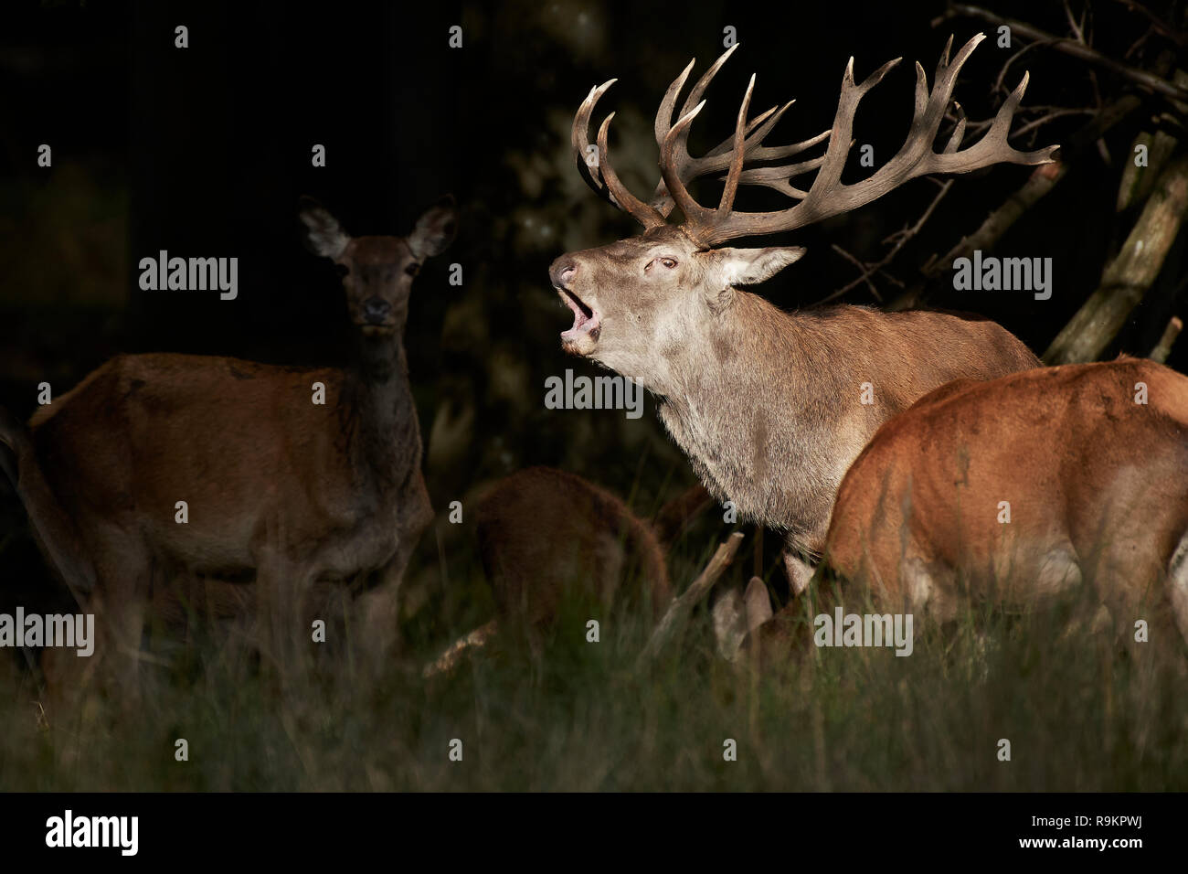 Red deer in its natural habitat in Denmark Stock Photo - Alamy