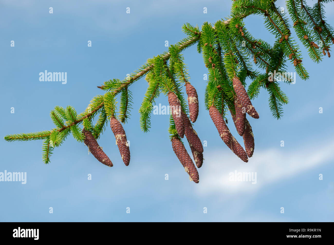 Single fir tree branch with fresh and resinous pinecone in front of ...