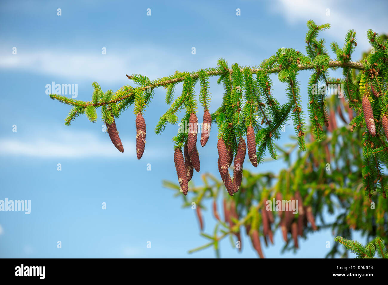 Single fir tree branch with fresh and resinous pinecone in front of ...