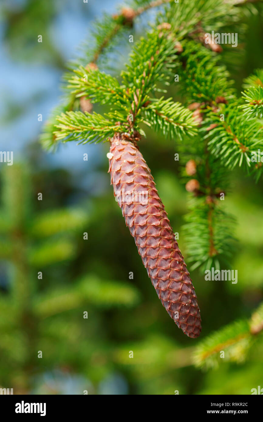 Focused closeup of a fresh single pine cone in front of blurred needle ...