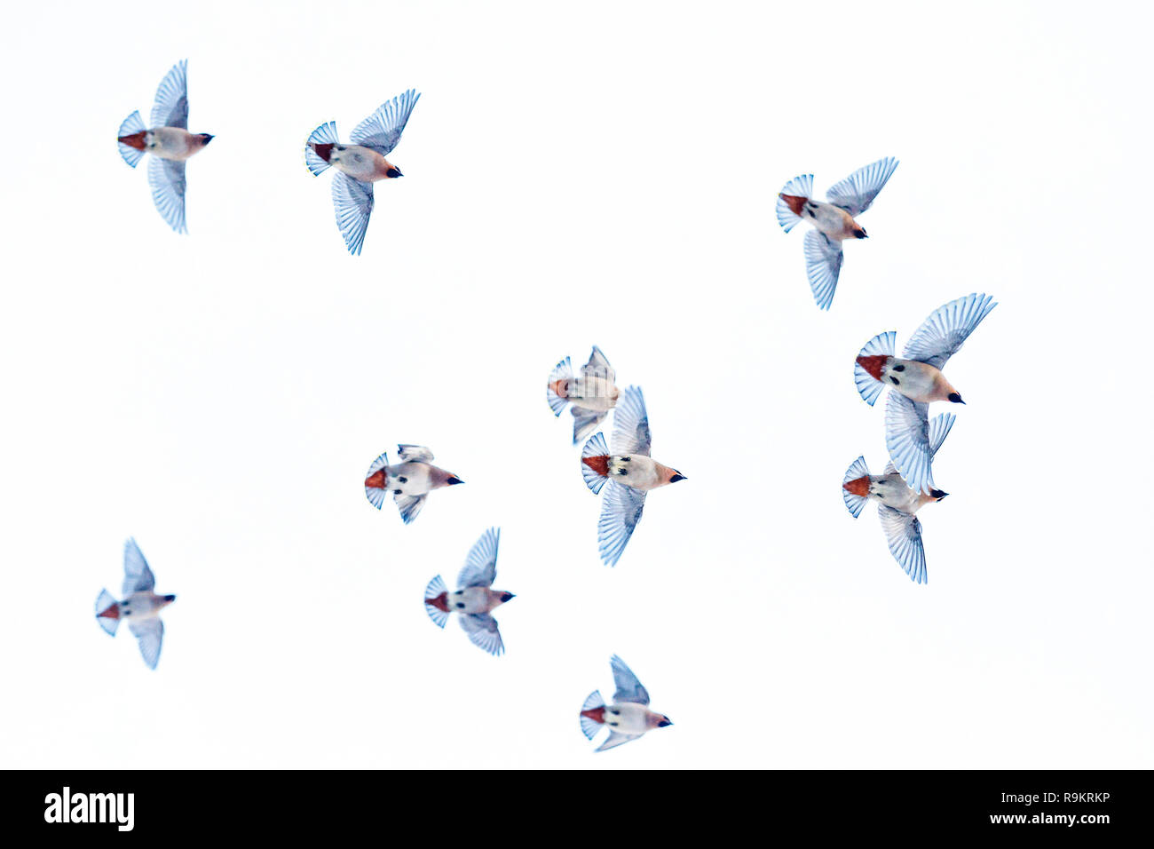 birds fly beautifully revealing the wings, wildlife, first spring days ...